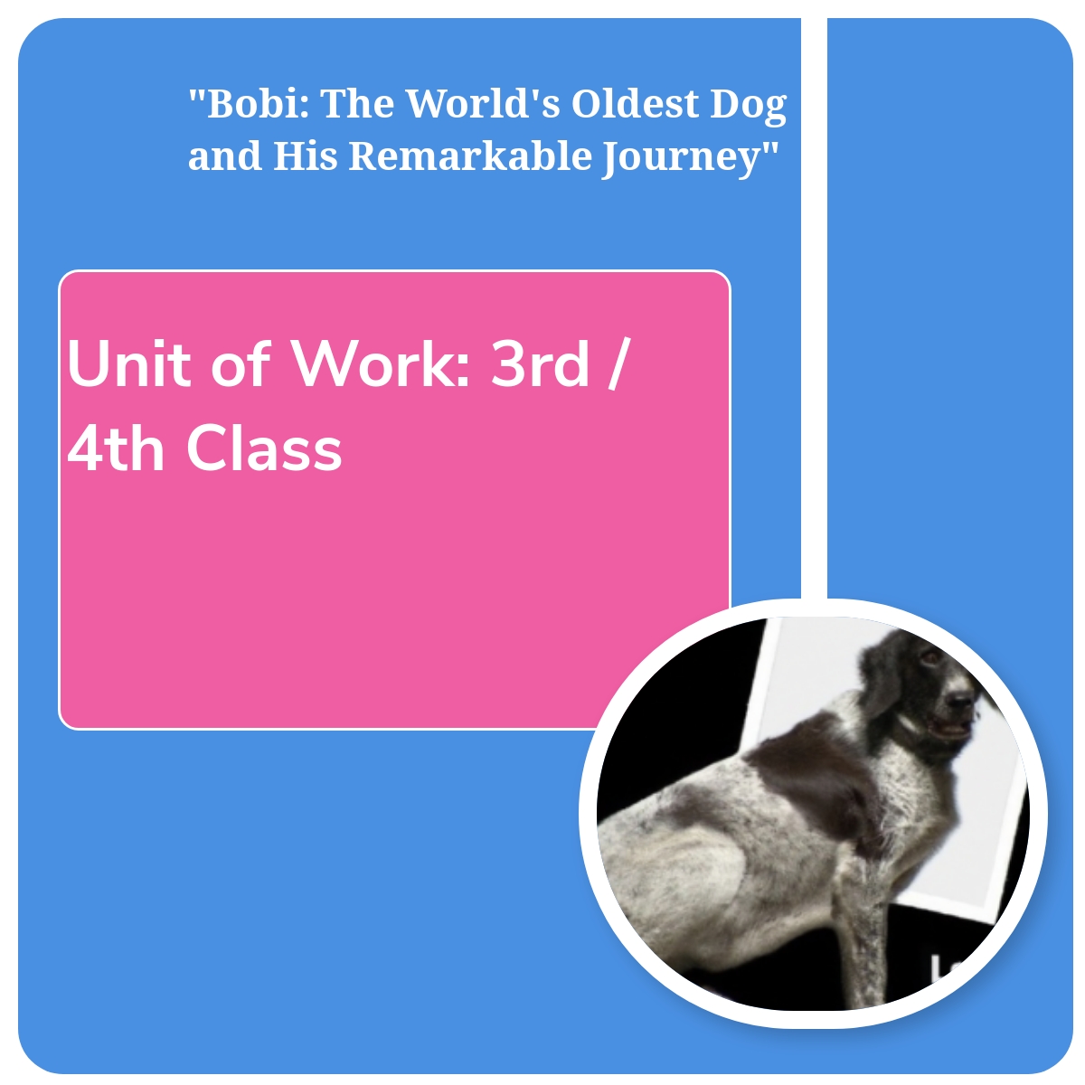 Unit of Work (3rd / 4th Class): "Bobi: The World's Oldest Dog and His ...
